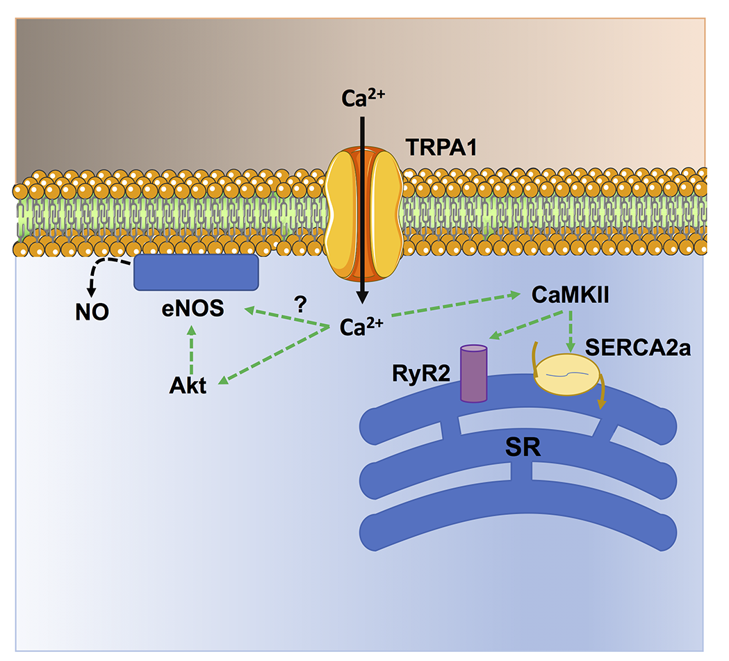 The transient receptor potential Ankyrin 1 signaling pathway in hypoxic preconditioning - Browse ...
